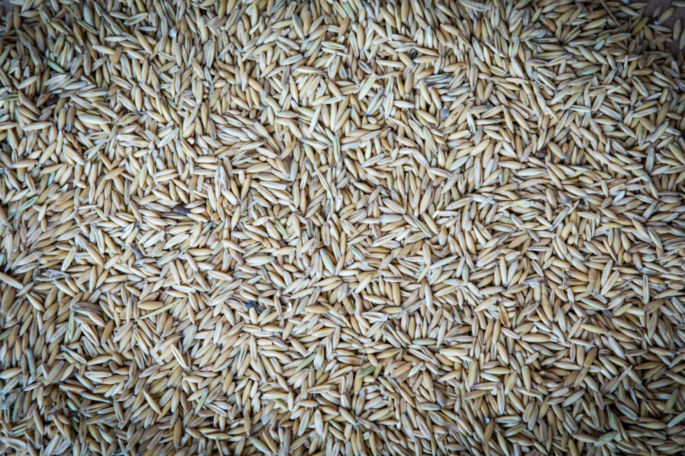 Whole Oats – Banks Mill